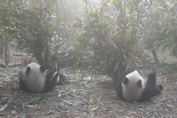 1-Day Dujiangyan Self-Guided Tour: Panda Volunteer and Water Irrigation System - Transportation and Logistics