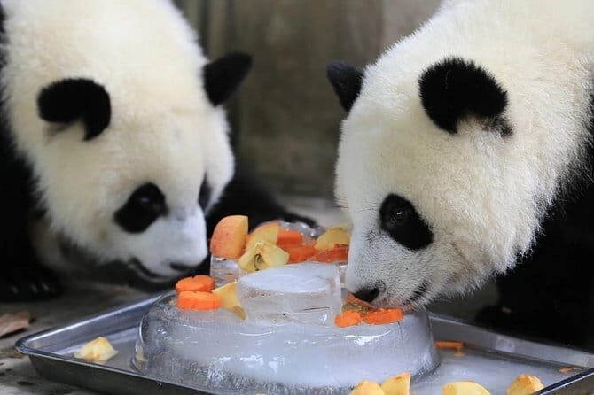 1-Day Dujiangyan Self-Guided Tour: Panda Volunteer and Water Irrigation System - Final Thoughts: Who Will Love This Experience?