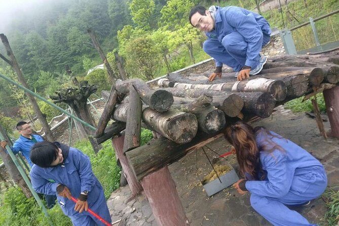 1-Day Dujiangyan Tour: Panda Volunteer Program and Mount Qingcheng - Overview of the Tour