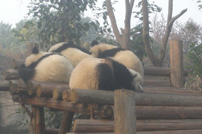1-Day Dujiangyan Tour: Panda Volunteer Program and Mount Qingcheng - FAQ