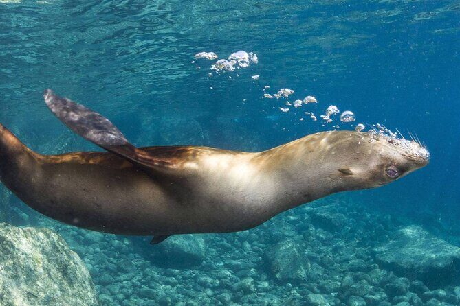 1 Day Espiritu Santo Island Wonders, Sea Lions and Paddleboard Adventure - Caring for the Environment