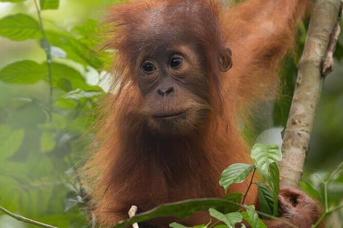 1 Day Ethical Jungle Trek in Bukit Lawang at Sumatra - FAQ
