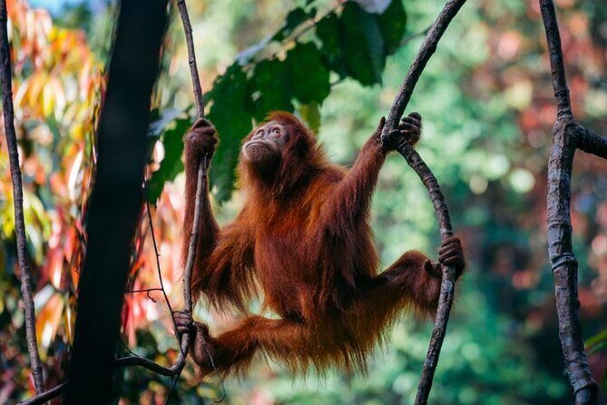 1 Day Ethical Jungle Trekking - Why the Guides Make This Tour Special