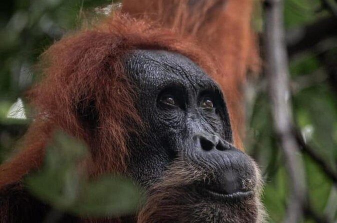 1 Day Ethical Jungle Trekking - Practical Tips for Travelers