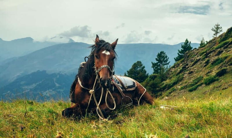 1 Day Horse Riding Adventure in Borjomi Mountains - The Value of This Adventure