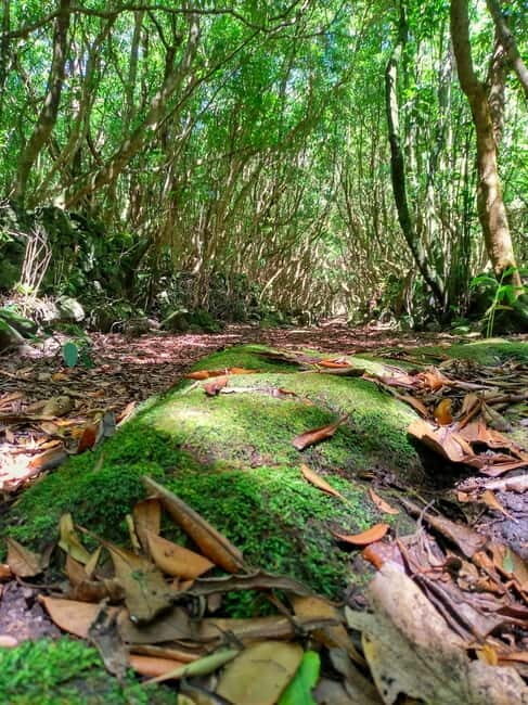 1-day jeep tour on the island of Pico - Azores - Key Points