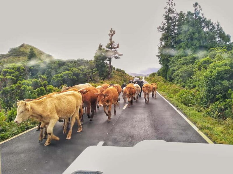 1-day jeep tour on the island of Pico - Azores - The Authentic, Practical Choice for Pico Visitors