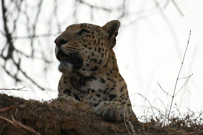 1 Day: Jhalana Leopard Safari+Abhaneri Step Well Tour From Jaipur - The Value of This Tour