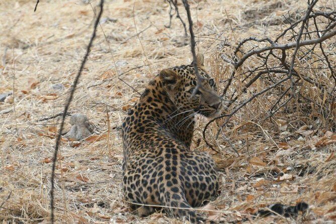 1 Day: Jhalana Leopard Safari+Abhaneri Step Well Tour From Jaipur - Who Would Love This Experience