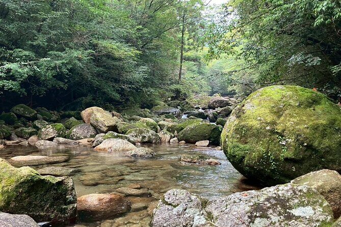 1 Day Jomon cedar Adventure - An Introduction to the Adventure