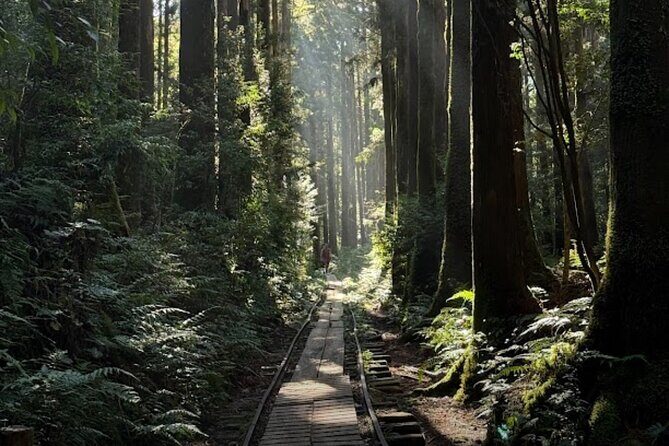 1 Day Jomon cedar Adventure - Value Analysis