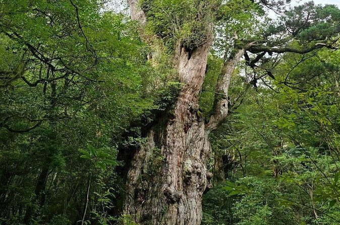 1 Day Jomon cedar Adventure - Who Will Love This Tour?