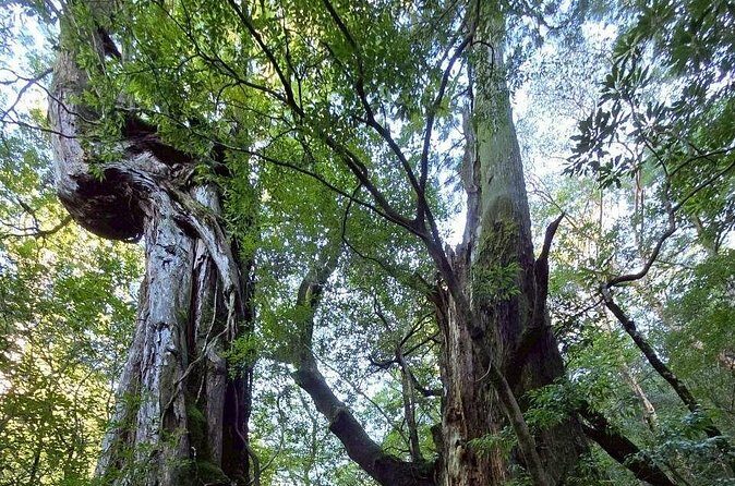 1 Day Jomon cedar Adventure - The Sum Up: Why Take the Jomon Cedar Adventure?