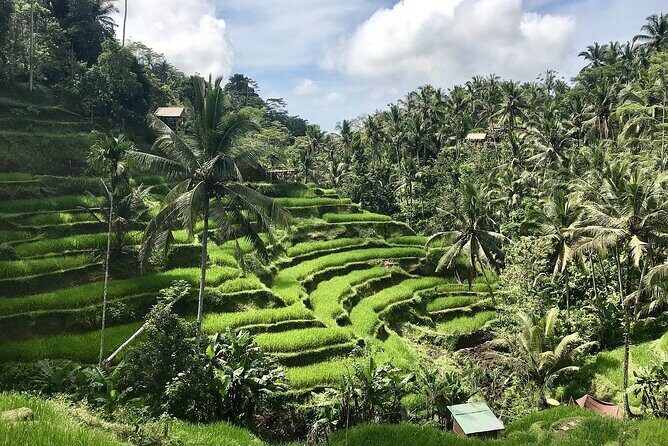 1 DAY Kintamani Plateau + Ubud + Tegallalang Rice Terrace + Tirta Empul Temple / Private tour 8 hours, English/Japanese - Detailed Itinerary: What to Expect at Each Stop