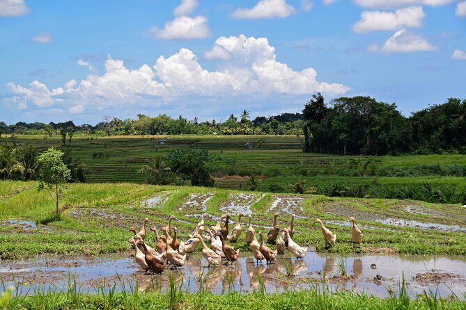 1 DAY Kintamani Plateau + Ubud + Tegallalang Rice Terrace + Tirta Empul Temple / Private tour 8 hours, English/Japanese - Frequently Asked Questions