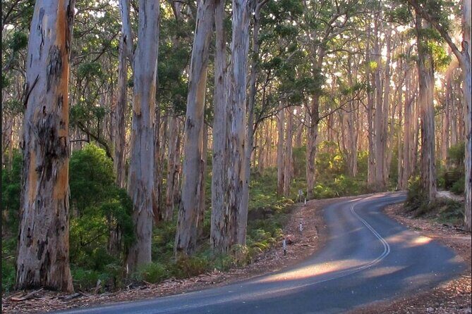 1 Day Margaret River Sightseeing Tour from Perth - A Closer Look at the Itinerary and Experience