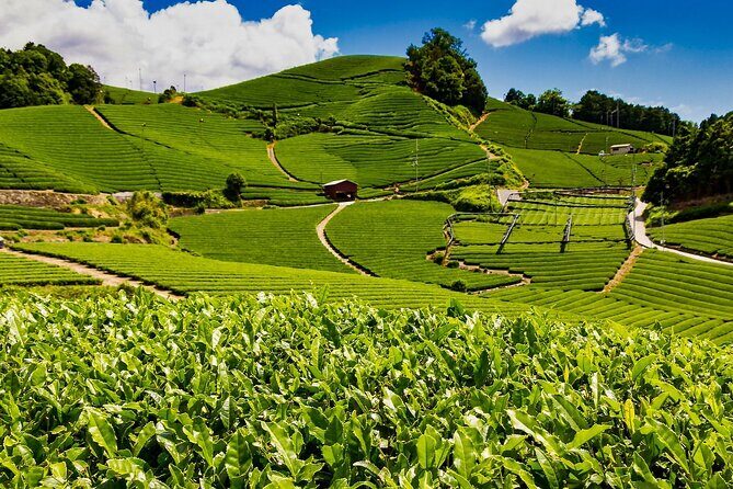 1 Day Matcha Farm Tour with Lunch and Bicycle Rental in Kyoto - Key Points