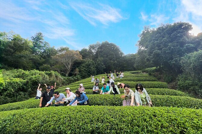 1 Day Matcha Farm Tour with Lunch and Bicycle Rental in Kyoto - An Ideal Introduction to Kyoto’s Tea Culture