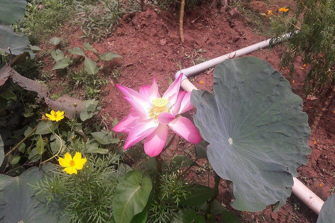 1-day Mekong Delta Tour: Cai Be Market, Local Island and Cycling - FAQ