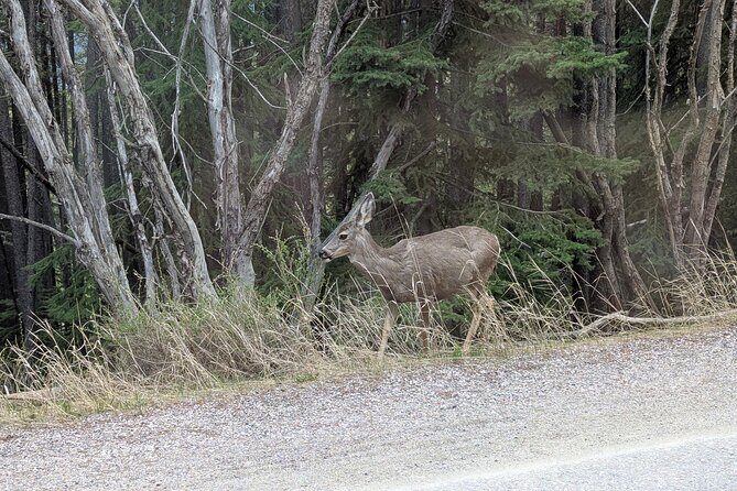 1 Day of Banff Viewpoints Lakes Bow Valley in Private Custom Tour - Who Should Book This Tour?