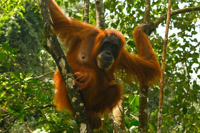 1 Day Orangutan Jungle Trek in Sumatra - Key Points