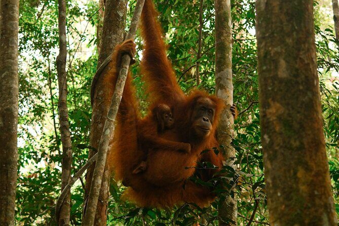 1 Day Orangutan Jungle Trek in Sumatra - Why Choose This Tour?