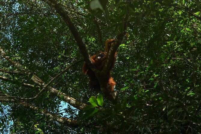 1 Day Orangutan Jungle Trek in Sumatra - Who Will Love This Experience?