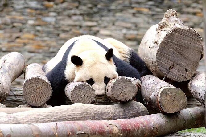 1-Day Panda Base and Mount Qingcheng Private tour from Chengdu - Key Points