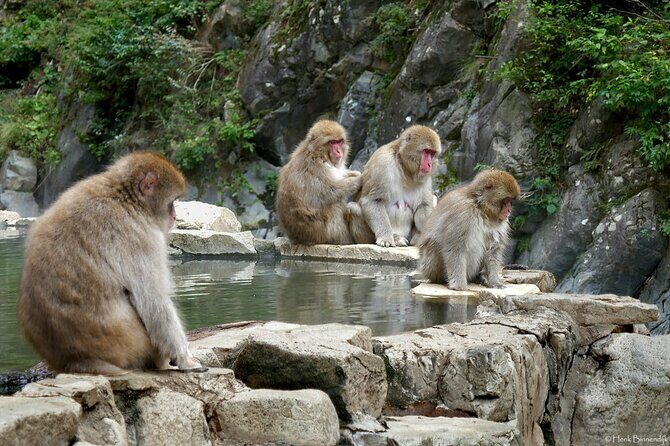1-Day Private Snow Monkey ZenkoJi Temple & SakeTasting NaganoTour - Authentic Experience for the Curious Traveler