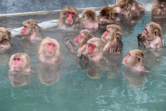 1-Day Private Snow Monkey ZenkoJi Temple & SakeTasting NaganoTour - The Sum Up
