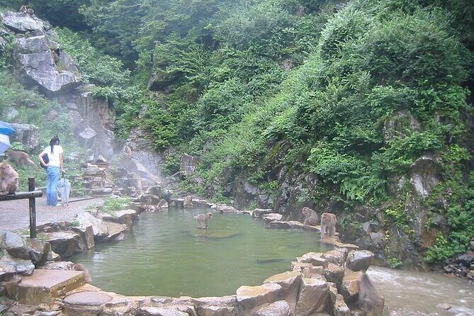 1-Day Private Snow Monkey ZenkoJi Temple & SakeTasting NaganoTour - FAQ: Your Practical Questions Answered