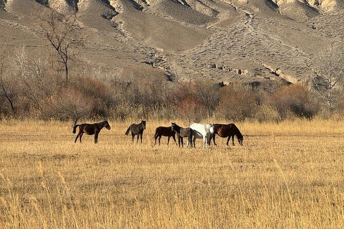 1 Day Private Tour Charyn Canyon Black Canyon and Kolsay Lake - How Travelers Feel About This Tour