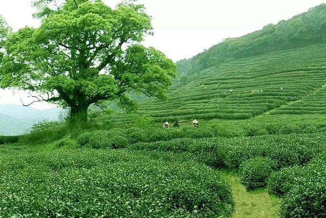 1-Day Private Tour to Hangzhou by car from Shanghai - The Sum Up