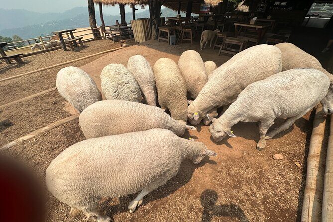 1 Day Private Tour White Temple and Renewed Doichang Coffee - FAQ