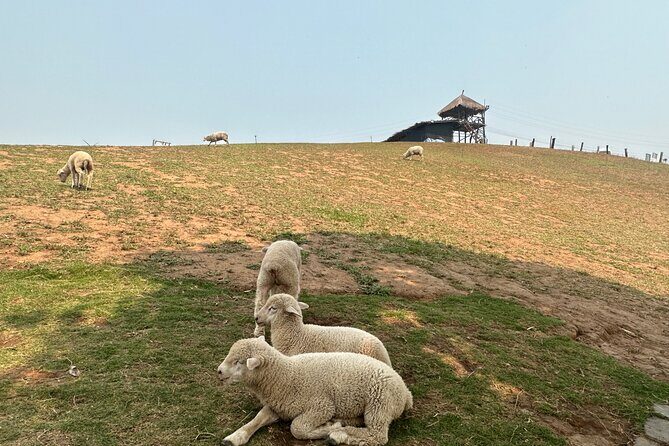 1 Day Private Tour White Temple and Renewed Doichang Coffee - Final Thoughts