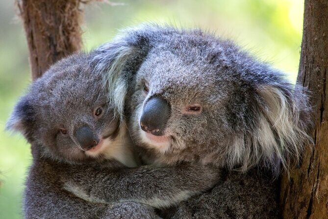 1 day Puffing Billy Steam Train and Wildlife Tour from Melbourne - The Itinerary: What to Expect