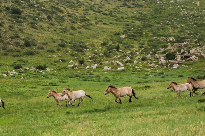 1 Day Semi-Gobi Tour Including Lunch And Free Camel +Bonus Khustai National Park - The Sum Up