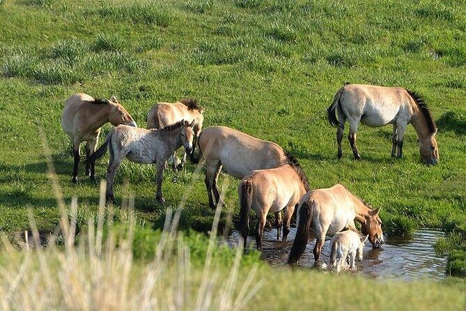 1 Day Semi-Gobi Tour Including Lunch And Free Camel +Bonus Khustai National Park - FAQ