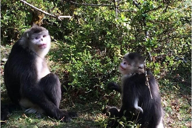 1-Day Shangri-La Private Tour: Potatso National Park and Baiji Temple - FAQ