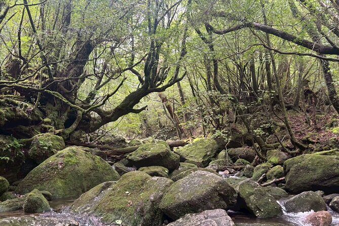 1 Day Shiratani Unsuikyo Adventure - An In-Depth Look at the Tour Experience