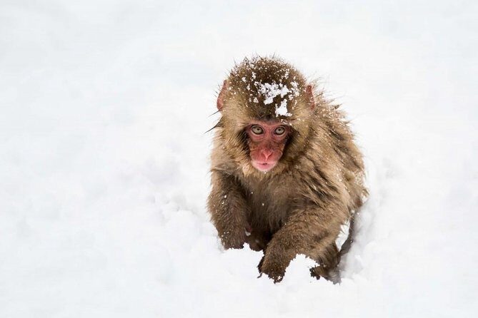 1-Day Snow Monkeys, Zenko-ji Temple & Sake in Nagano - Practicalities: What to Expect and How It Works