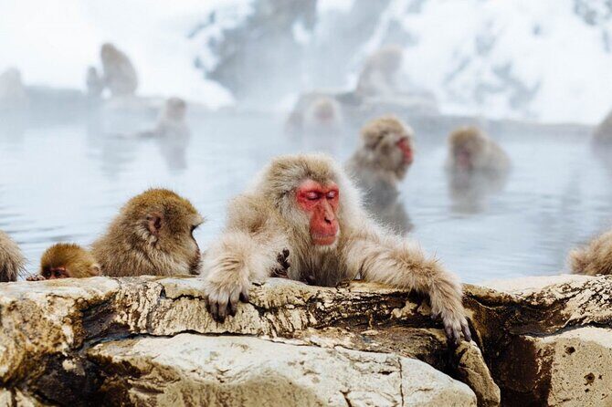 1-Day Snow Monkeys, Zenko-ji Temple & Sake in Nagano - What’s the Value?