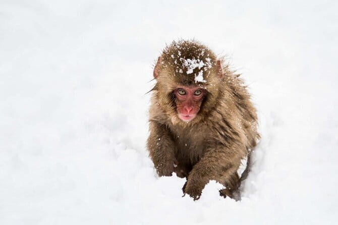 1-Day Snow Monkeys & Zenko-ji Tomyo Lantern Festival Tour - Authentic Experiences Highlighted by Reviewers