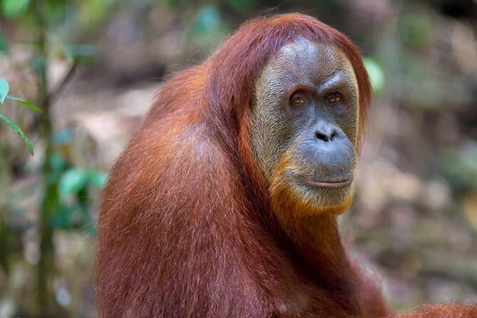 1 Day Sumatra Orangutan Jungle Trekking Medan - Bukit lawang - Key Points