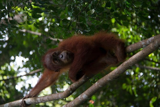 1 Day Sumatra Orangutan Jungle Trekking Medan - Bukit lawang - The Journey Begins: Pick-up and Drive to Bukit Lawang