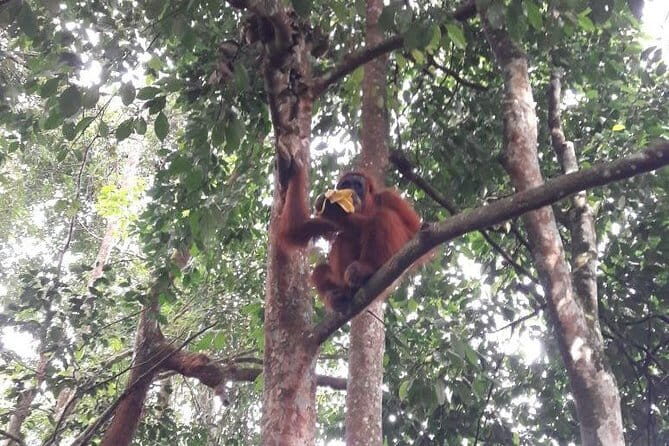1 Day Sumatra Orangutan Jungle Trekking Medan - Bukit lawang - Tour Price and Value for Money