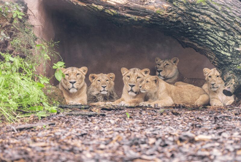 1-day ticket for Schwerin Zoo - Introduction: First Impressions of Schwerin Zoo