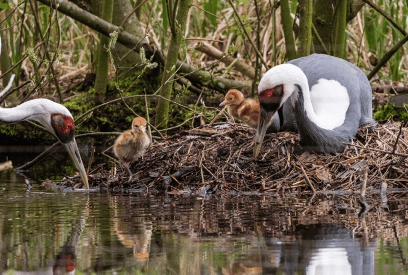 1-day ticket for Schwerin Zoo - Who Should Visit Schwerin Zoo?