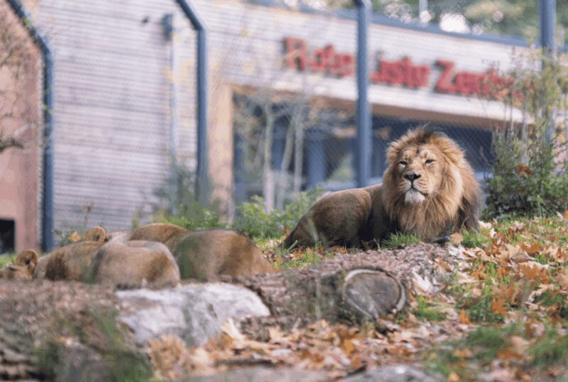 1-day ticket for Schwerin Zoo - The Sum Up