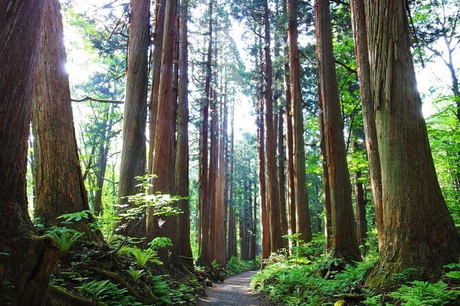 1-Day Togakushi Tour: Soba making, Ninja Town, and Hidden Shrines - Visiting the Main Shrines: Chusha and Okusha